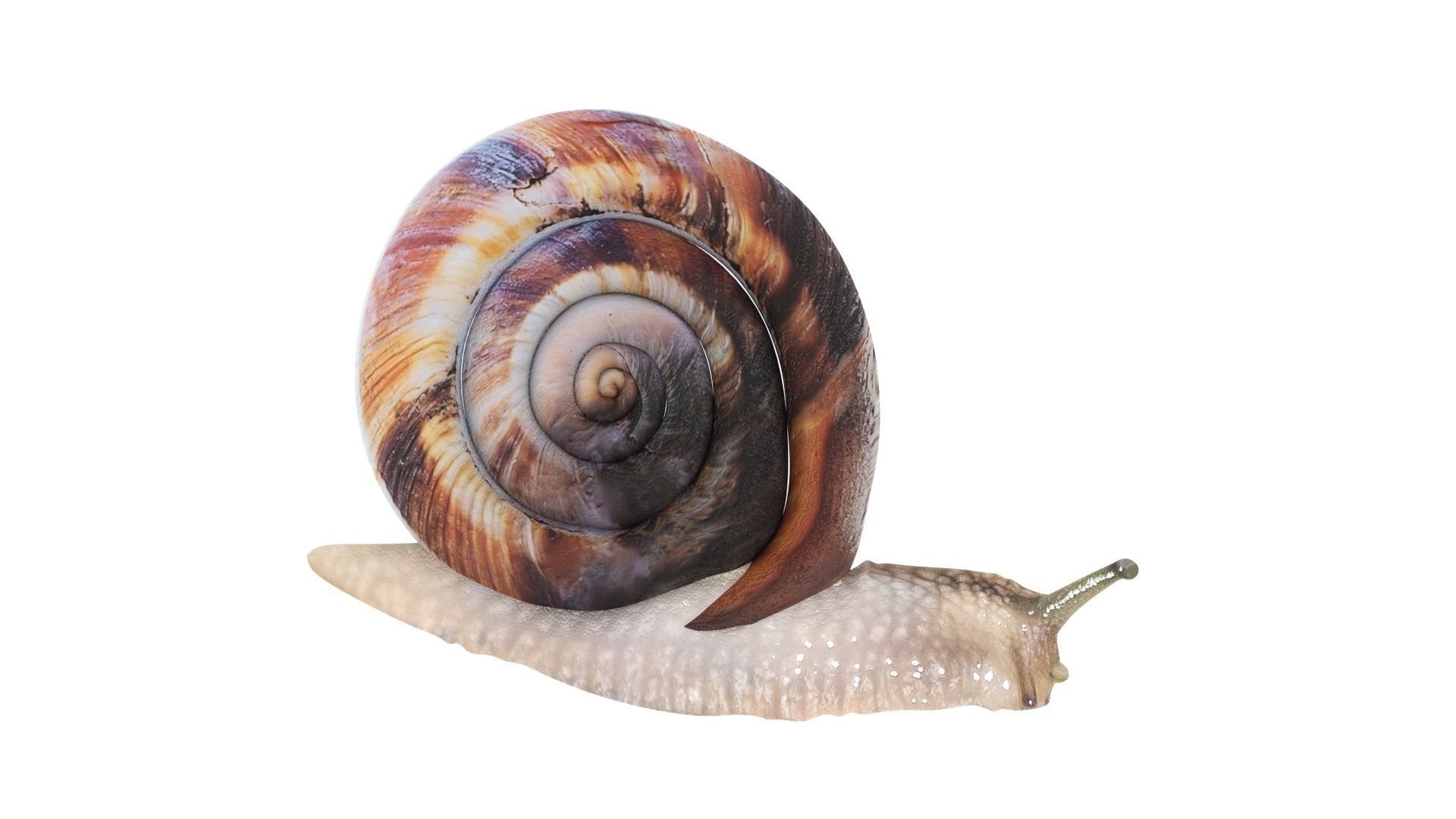 Snail 3D model | CGTrader