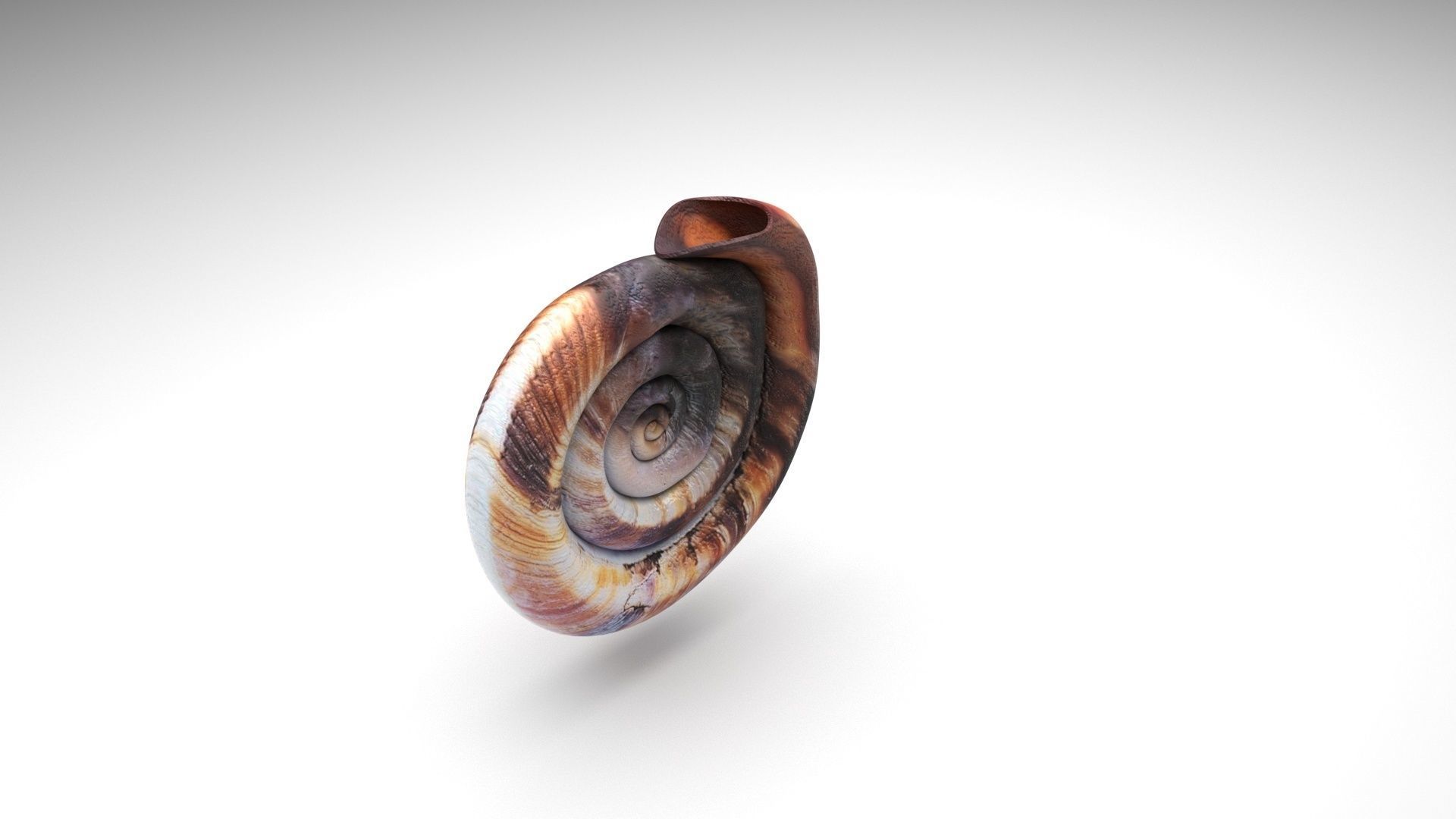 Snail 3D model | CGTrader