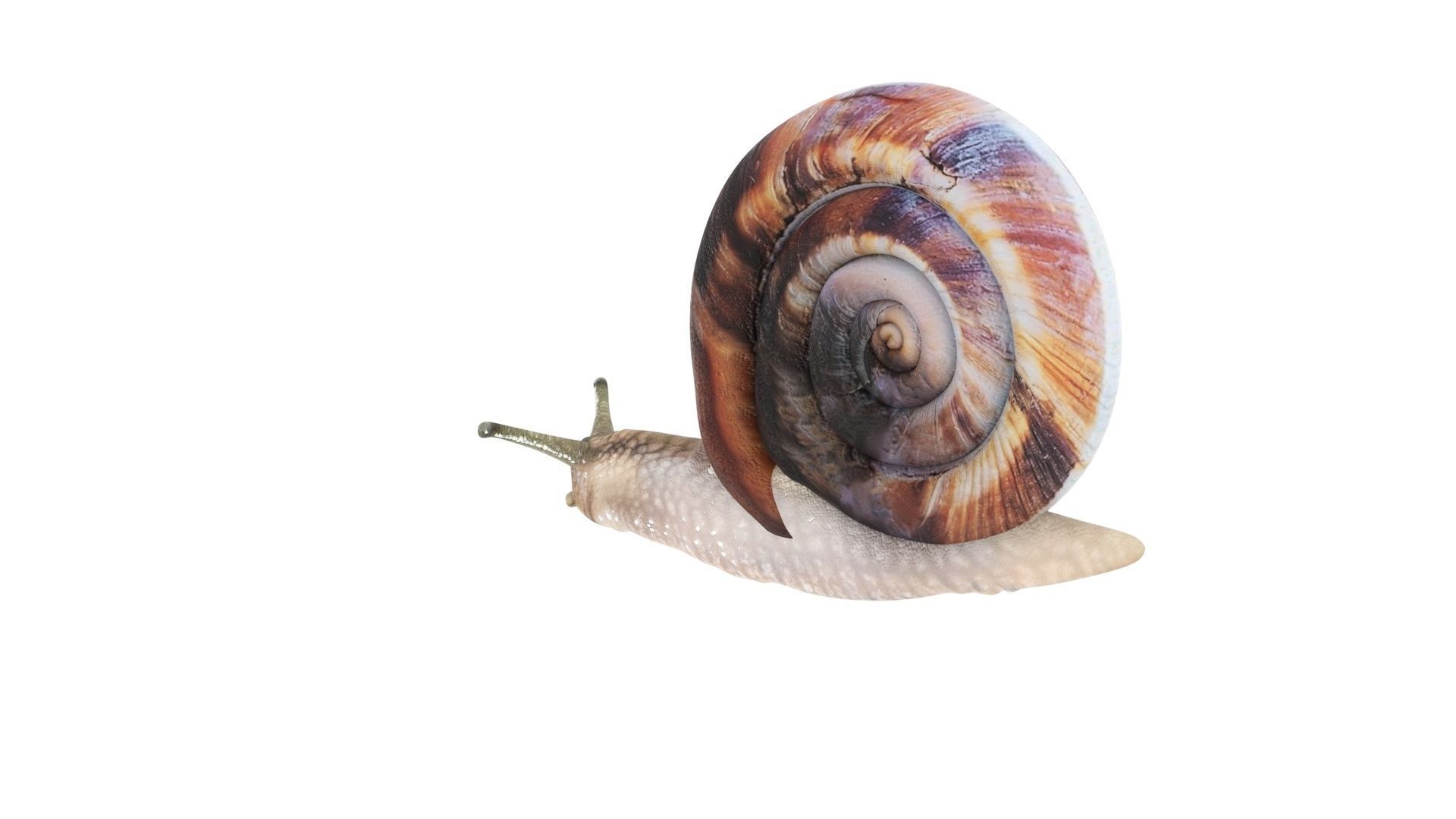 Snail 3D model | CGTrader