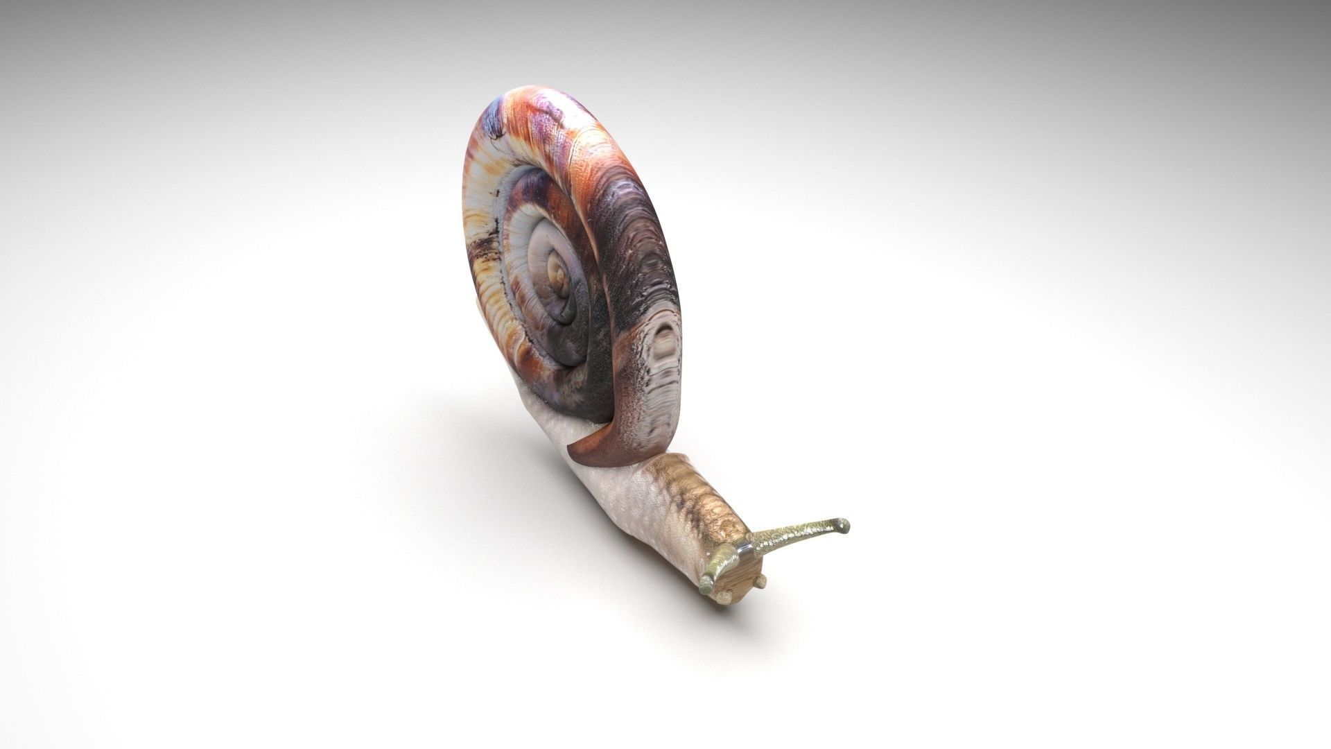 Snail 3D model | CGTrader