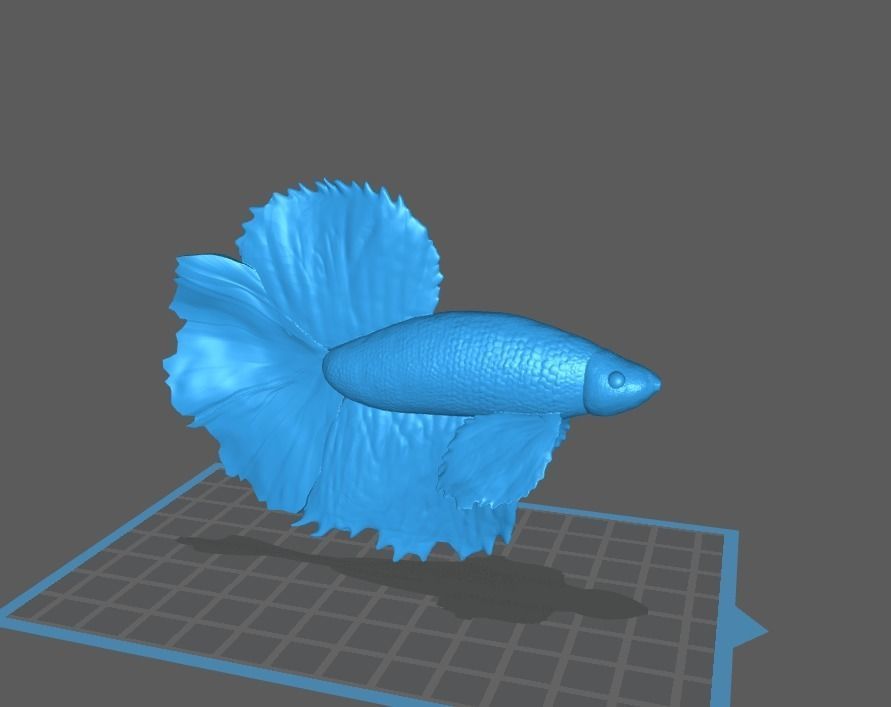 Betta Fish Animal 3D model 3D printable | CGTrader