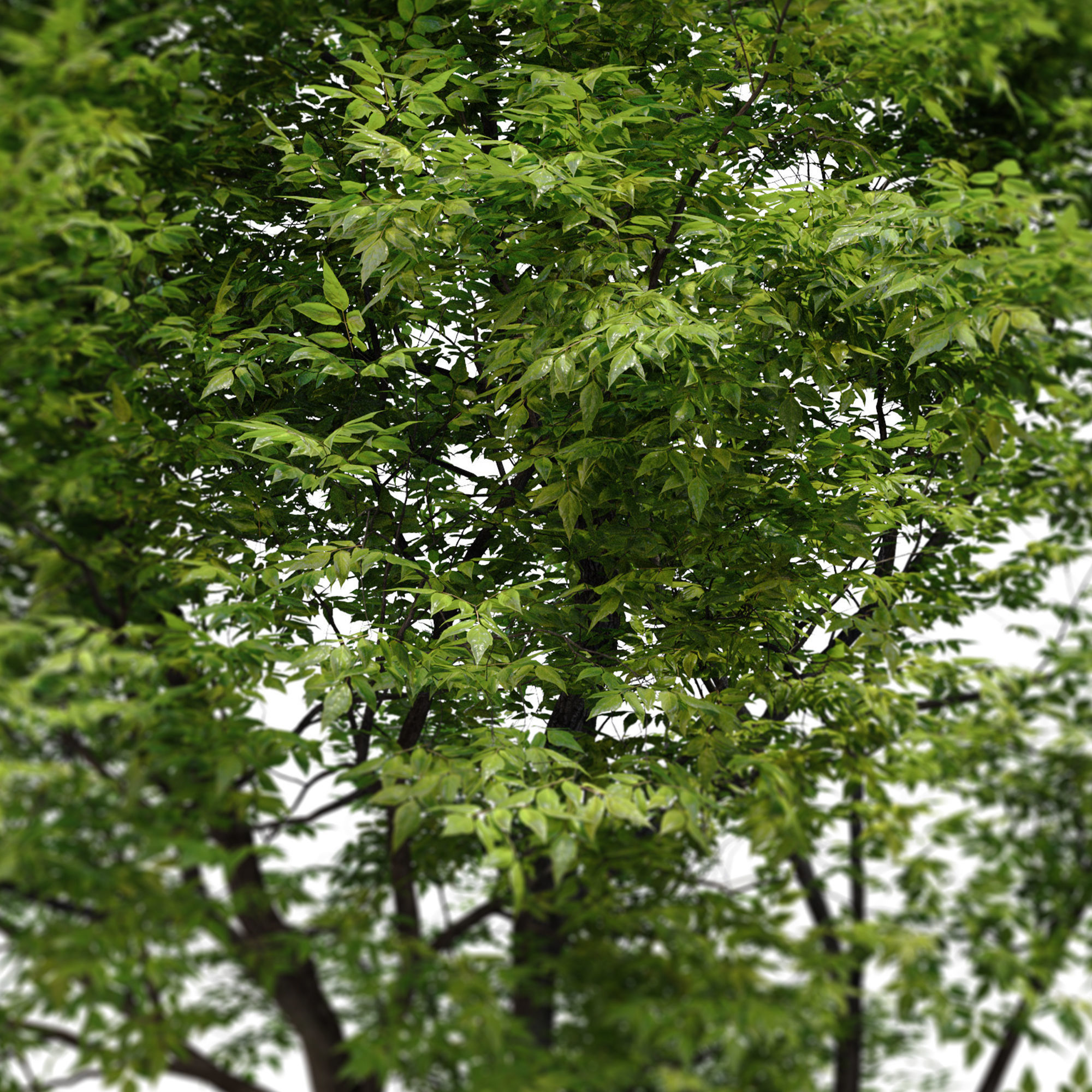 Fraxinus americana 4 3D model | CGTrader
