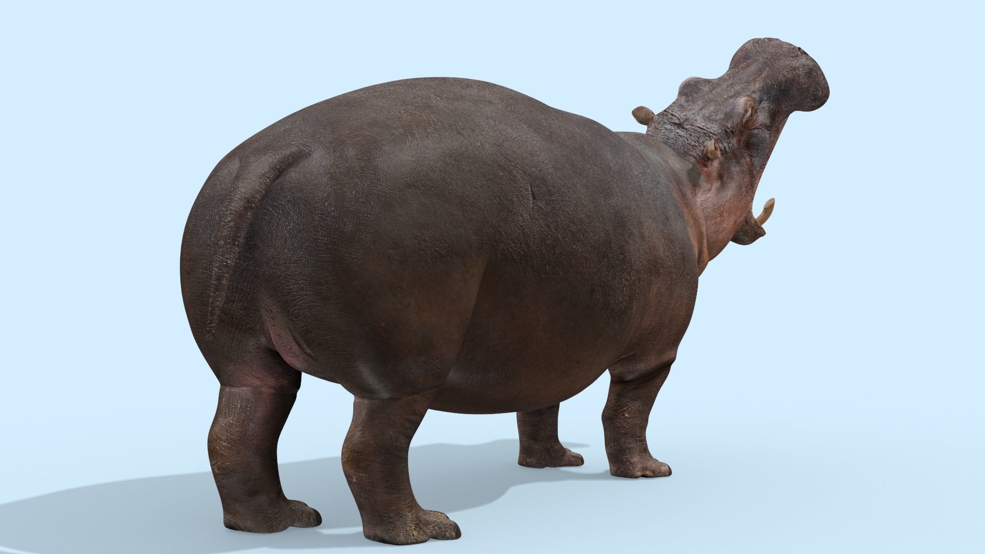 Colossal Animal Pack HD - Animated 3D model animated rigged | CGTrader