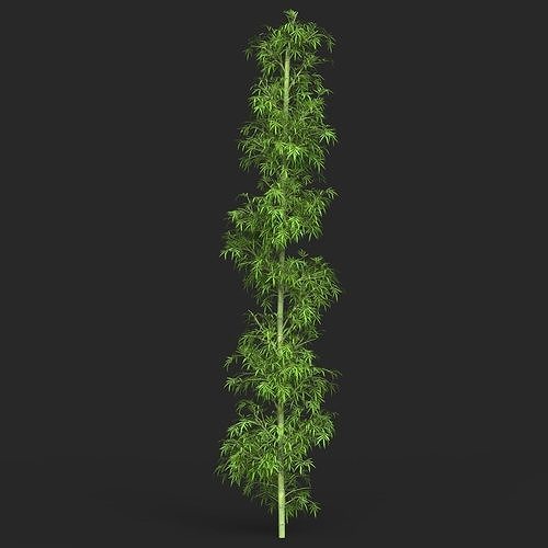 Realistic Game Ready Bamboo Tree 08 3D model | CGTrader