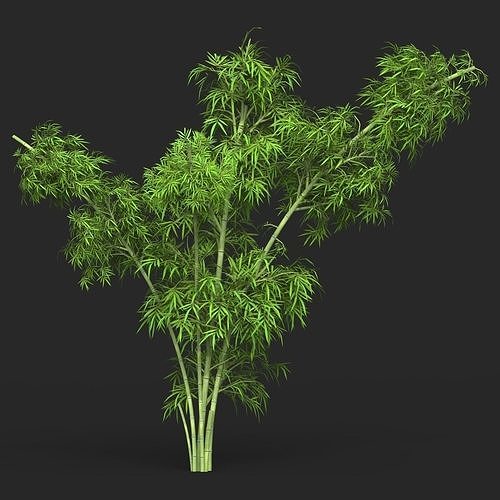 Realistic Game Ready Bamboo Tree 13 3D model | CGTrader