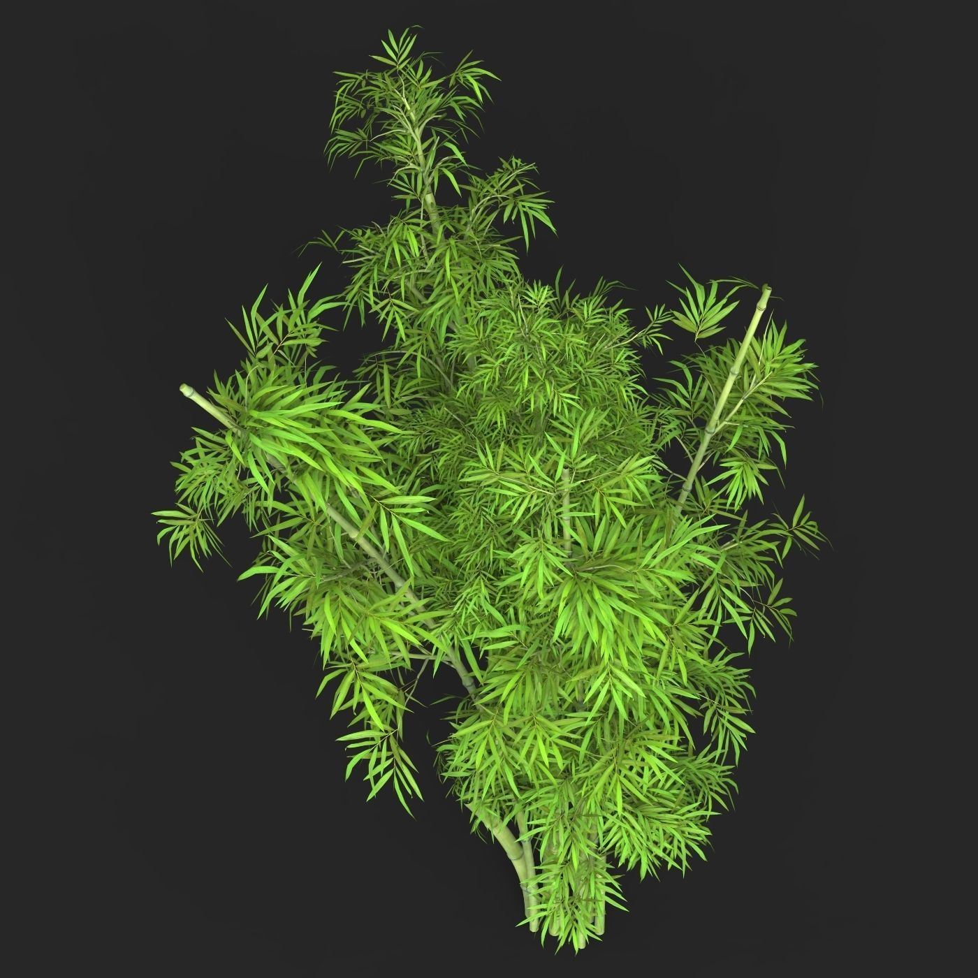 Realistic Game Ready Bamboo Tree 14 3D model | CGTrader