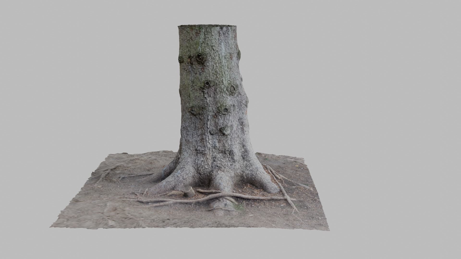 Pine Tree Trunk - Photoscan 3D Model - Varying LOD free VR / AR / low ...