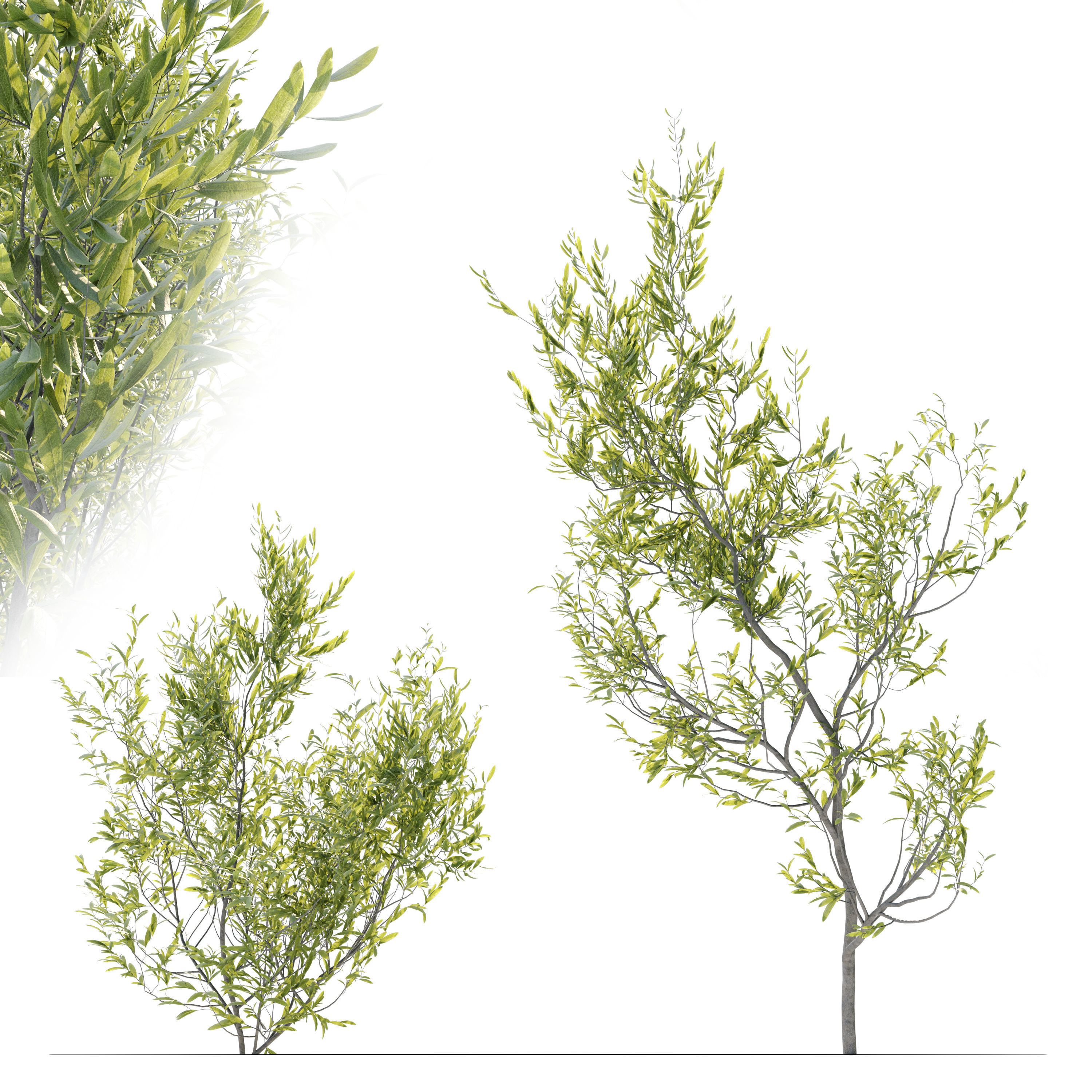 Young olive tree 3D model | CGTrader