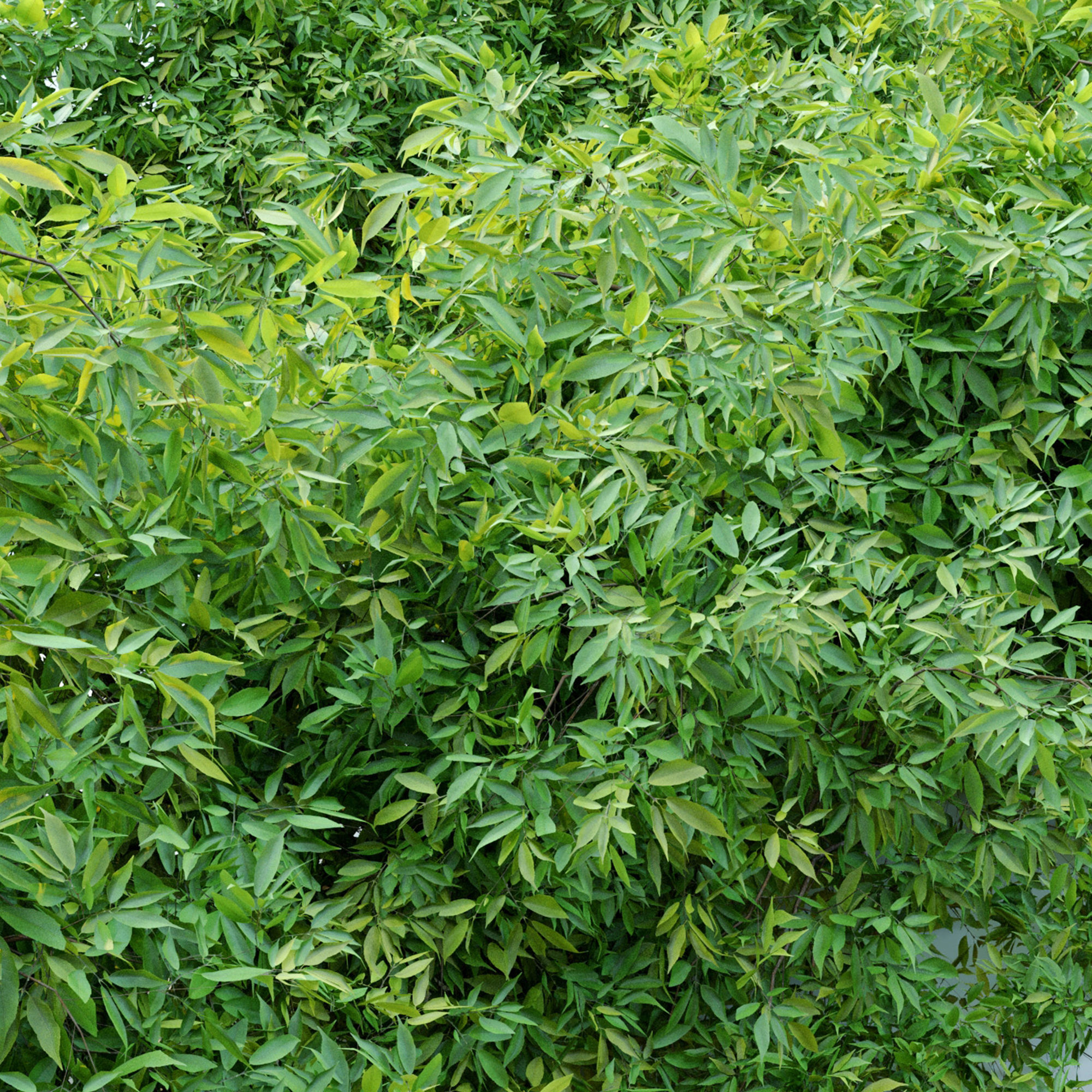 Rudy haag burning bush 3D model | CGTrader