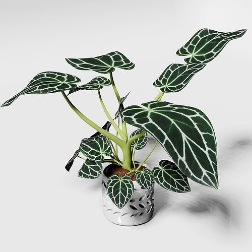 Anthurium Rioclarense caladium 3D model rigged | CGTrader