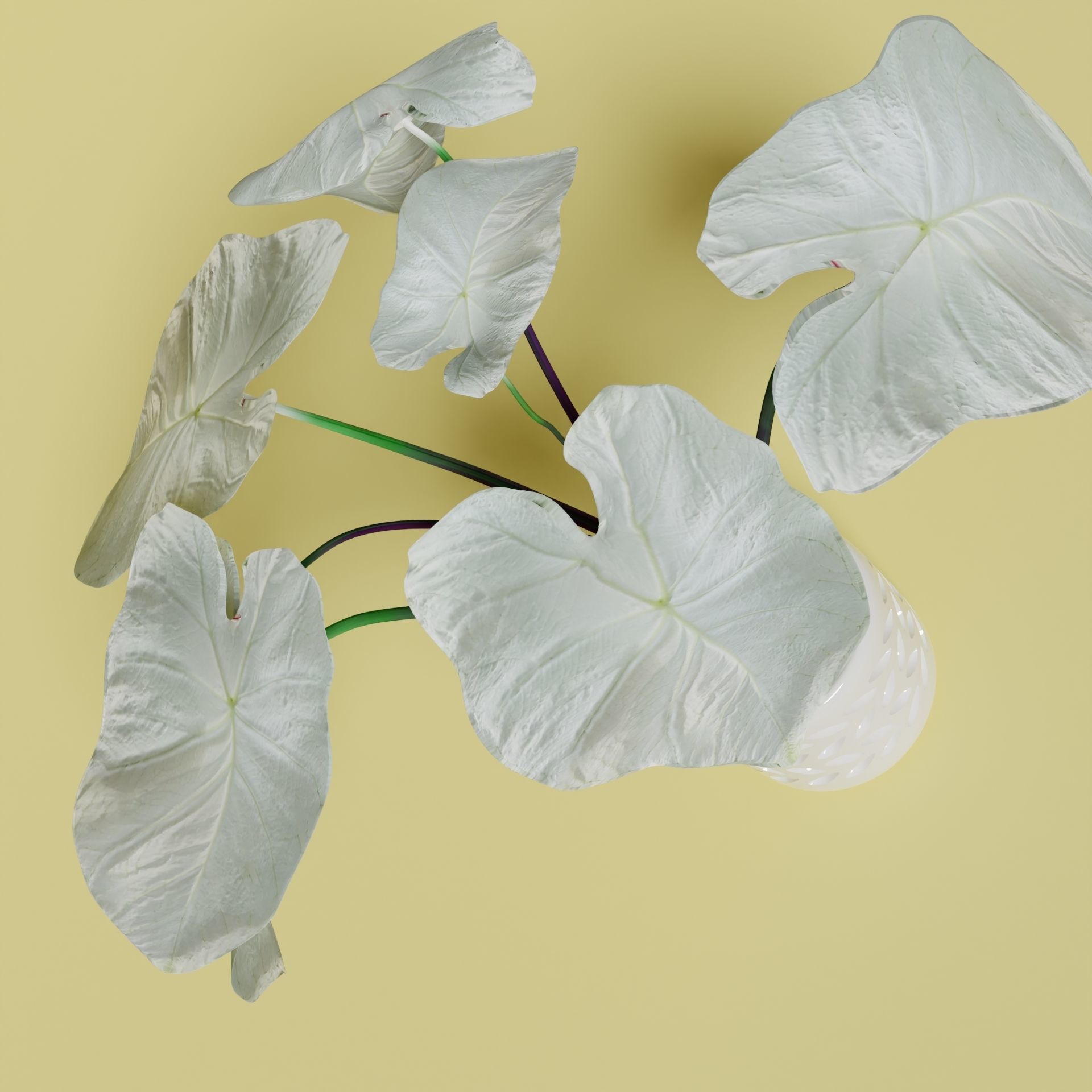 caladium moonlight florida 3D model | CGTrader