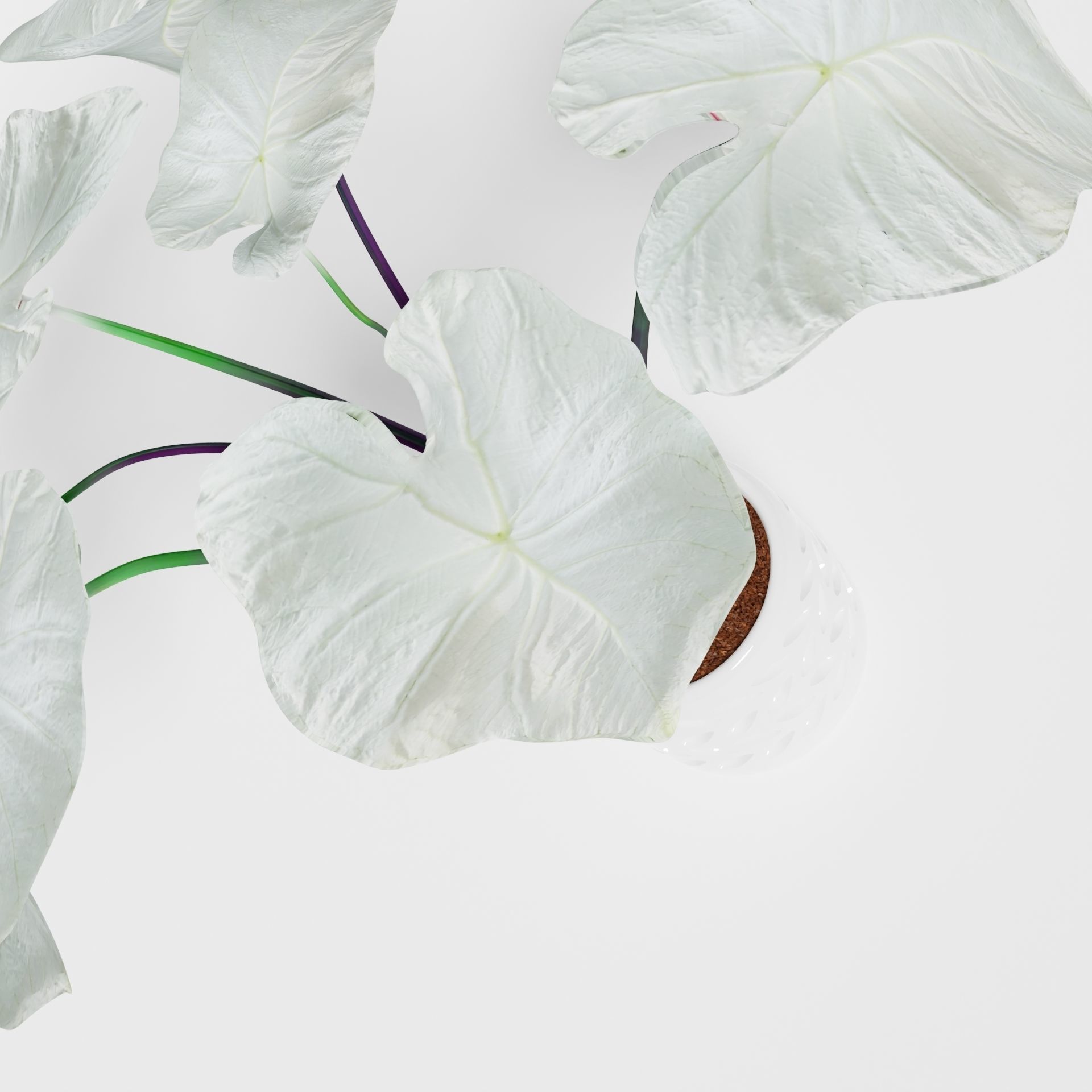 caladium moonlight florida 3D model | CGTrader