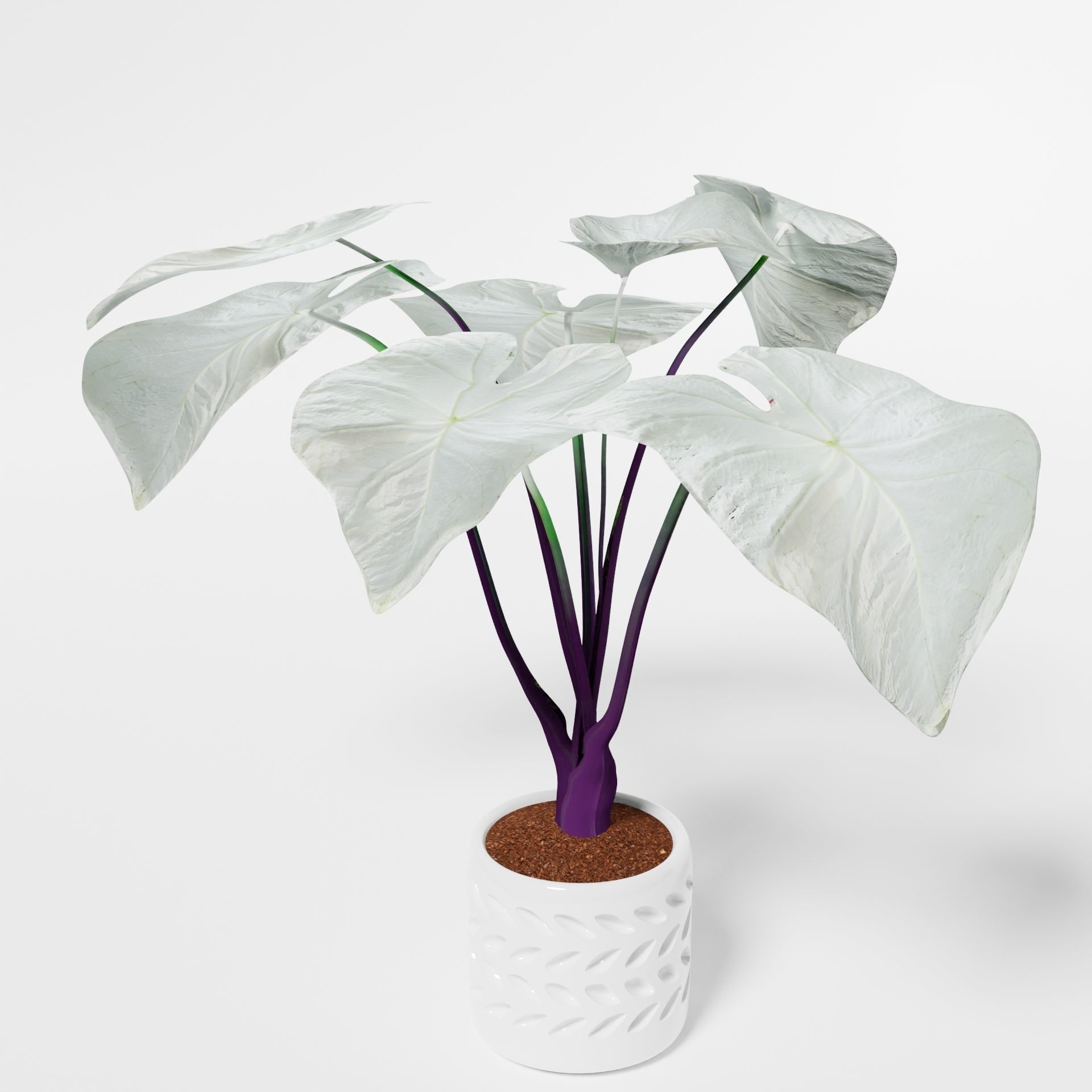 caladium moonlight florida 3D model | CGTrader
