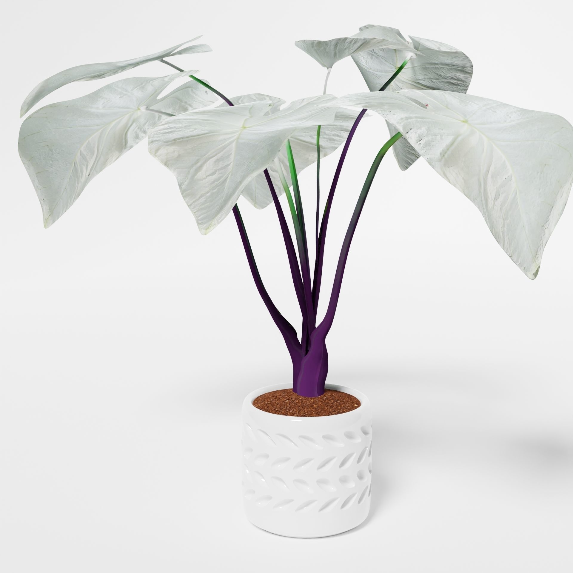 caladium moonlight florida 3D model | CGTrader