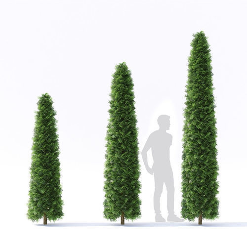 Thuja occidentalis 3D model | CGTrader