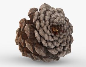 Pine cone 3D Models | CGTrader