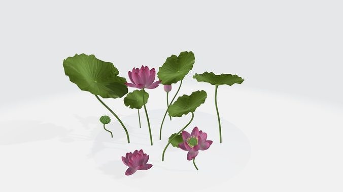 Lotus Flower 3D Model 3D model 3D printable | CGTrader
