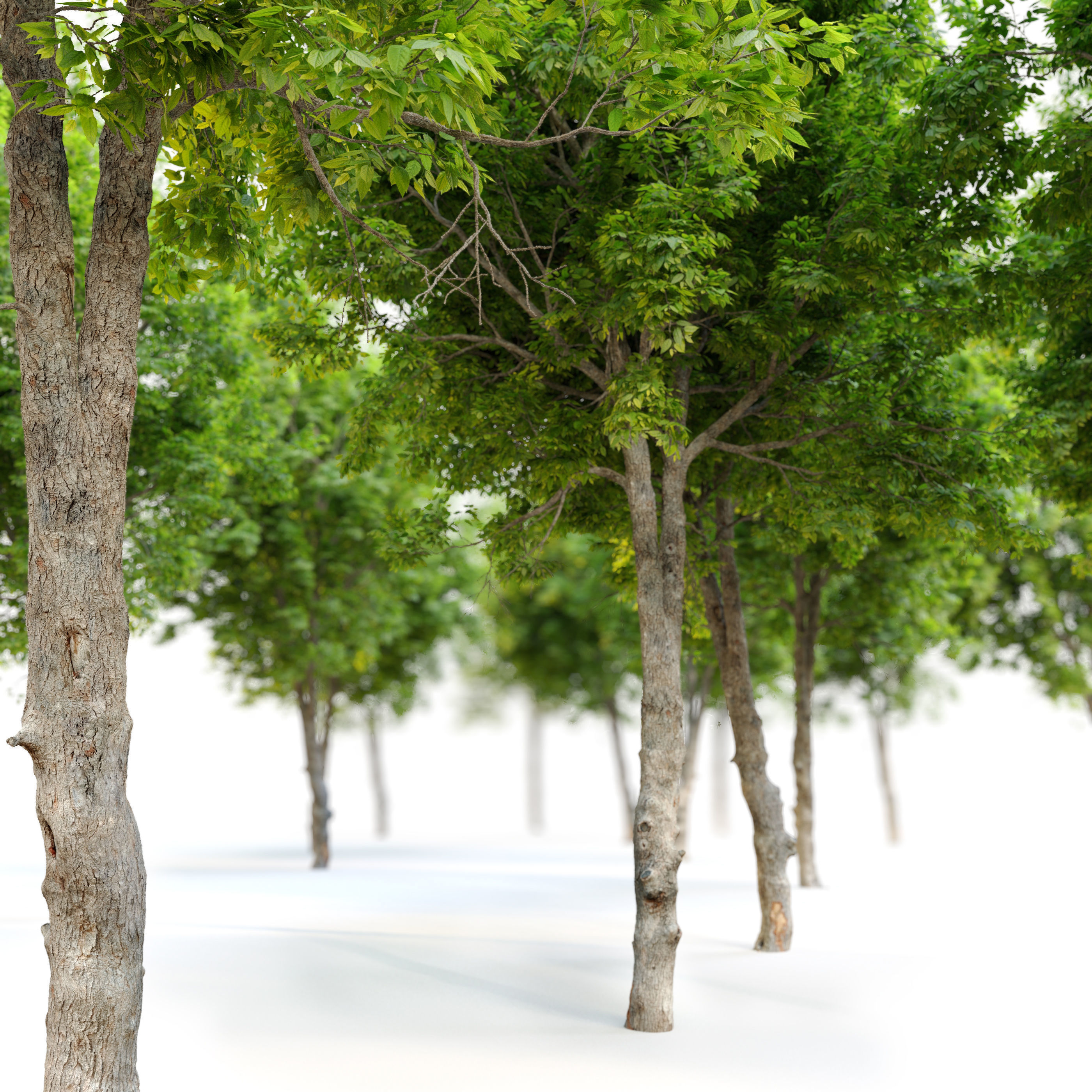 Ulmus minor 3D model | CGTrader