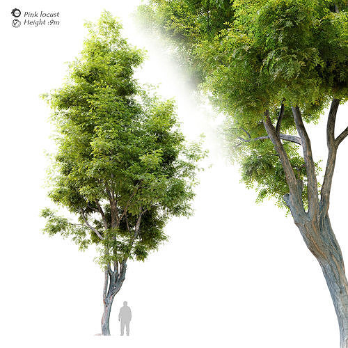Robinia ambigua decaisneana 3D model | CGTrader