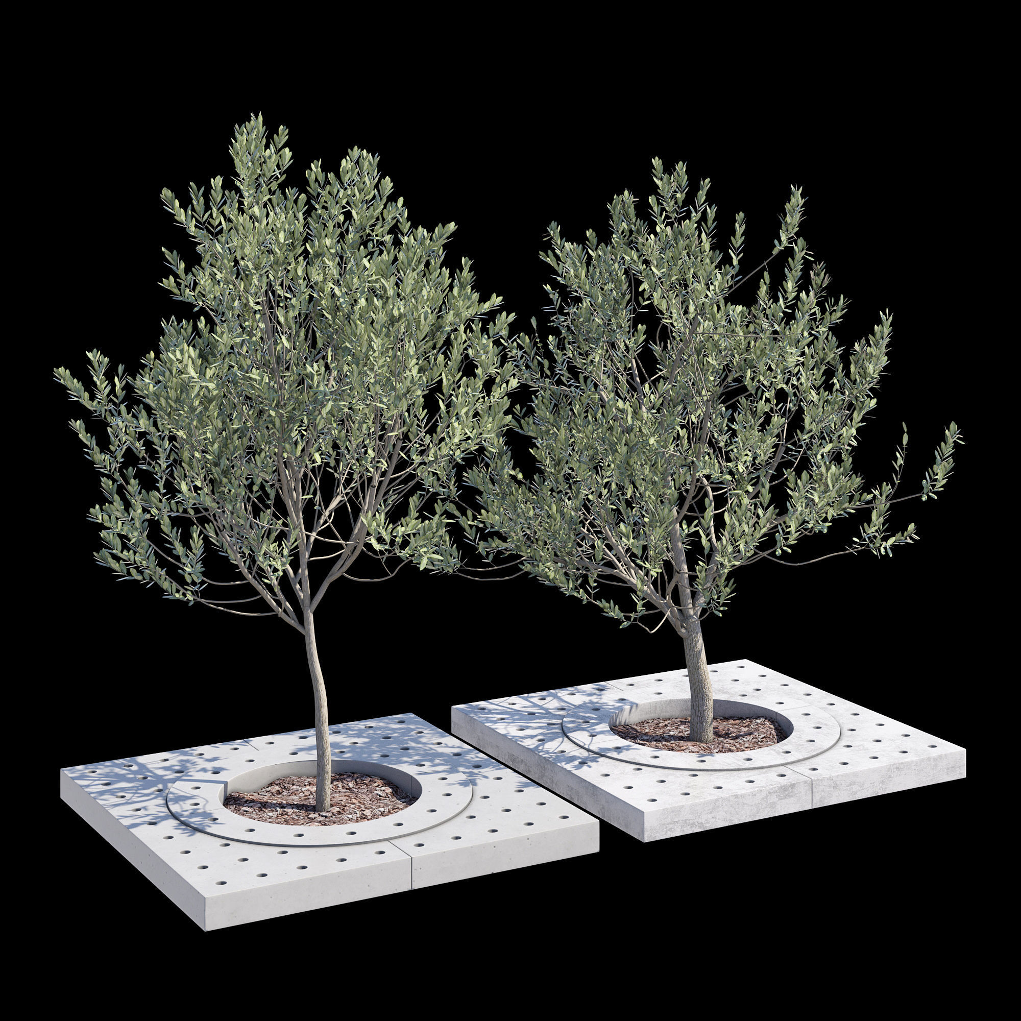 Surrounds two trees in concrete planter 3D model | CGTrader