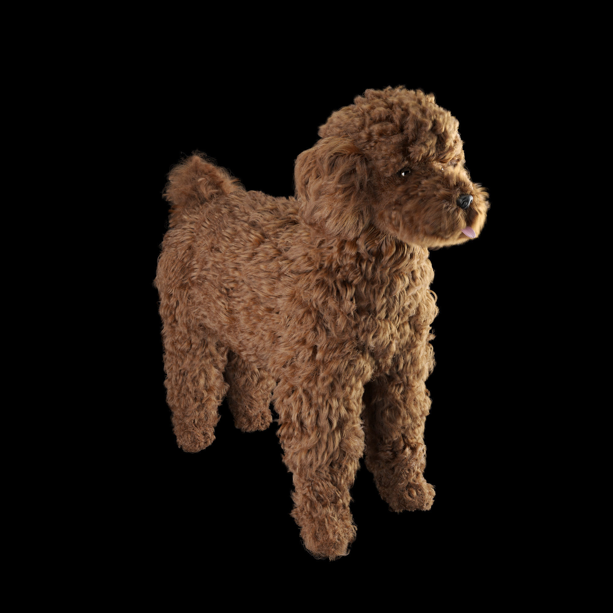 Poodle dog puppy 3D model | CGTrader