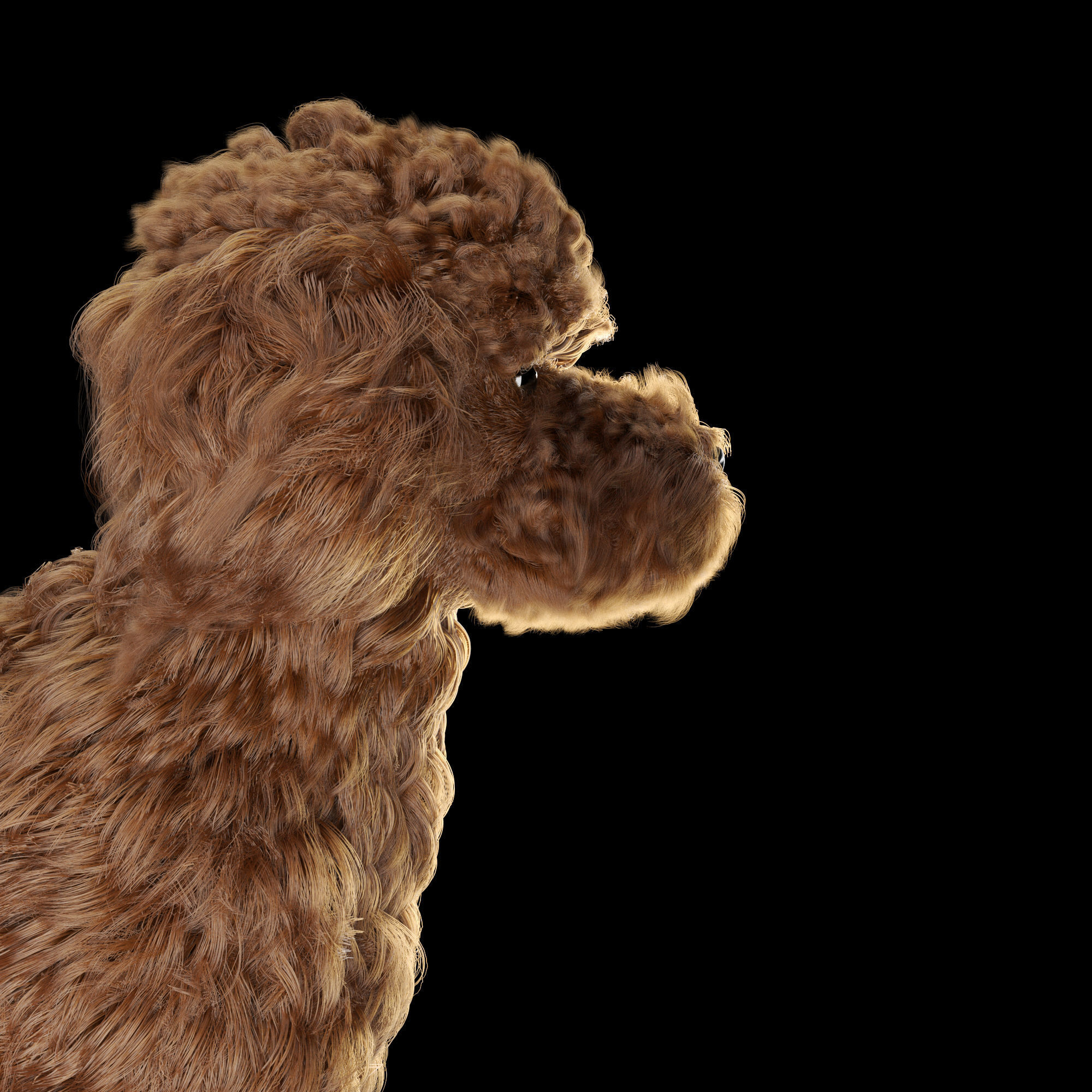 Poodle dog puppy 3D model | CGTrader