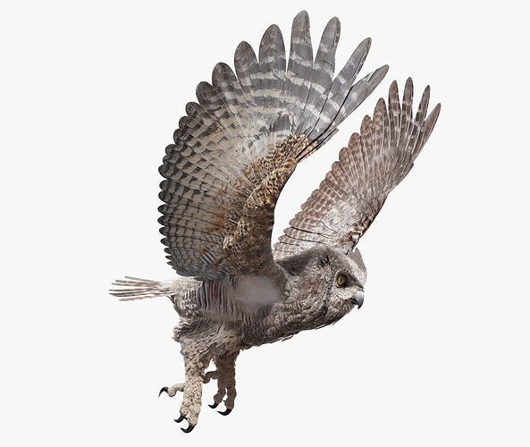 3D model Great Horned Owl - Blender VR / AR / low-poly | CGTrader