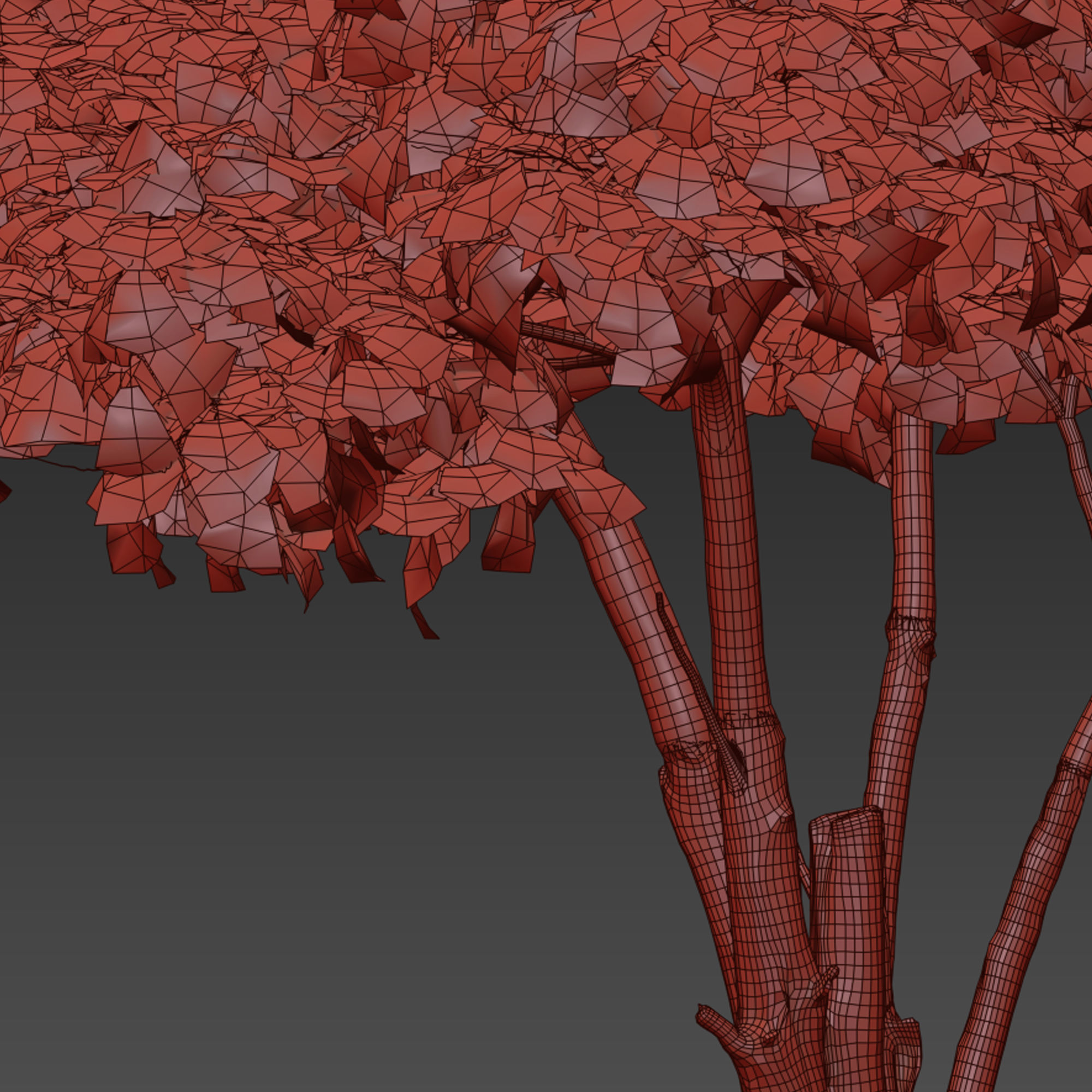 Alee chinese elm 3D model | CGTrader