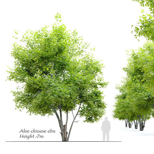 Alee chinese elm 3D model | CGTrader
