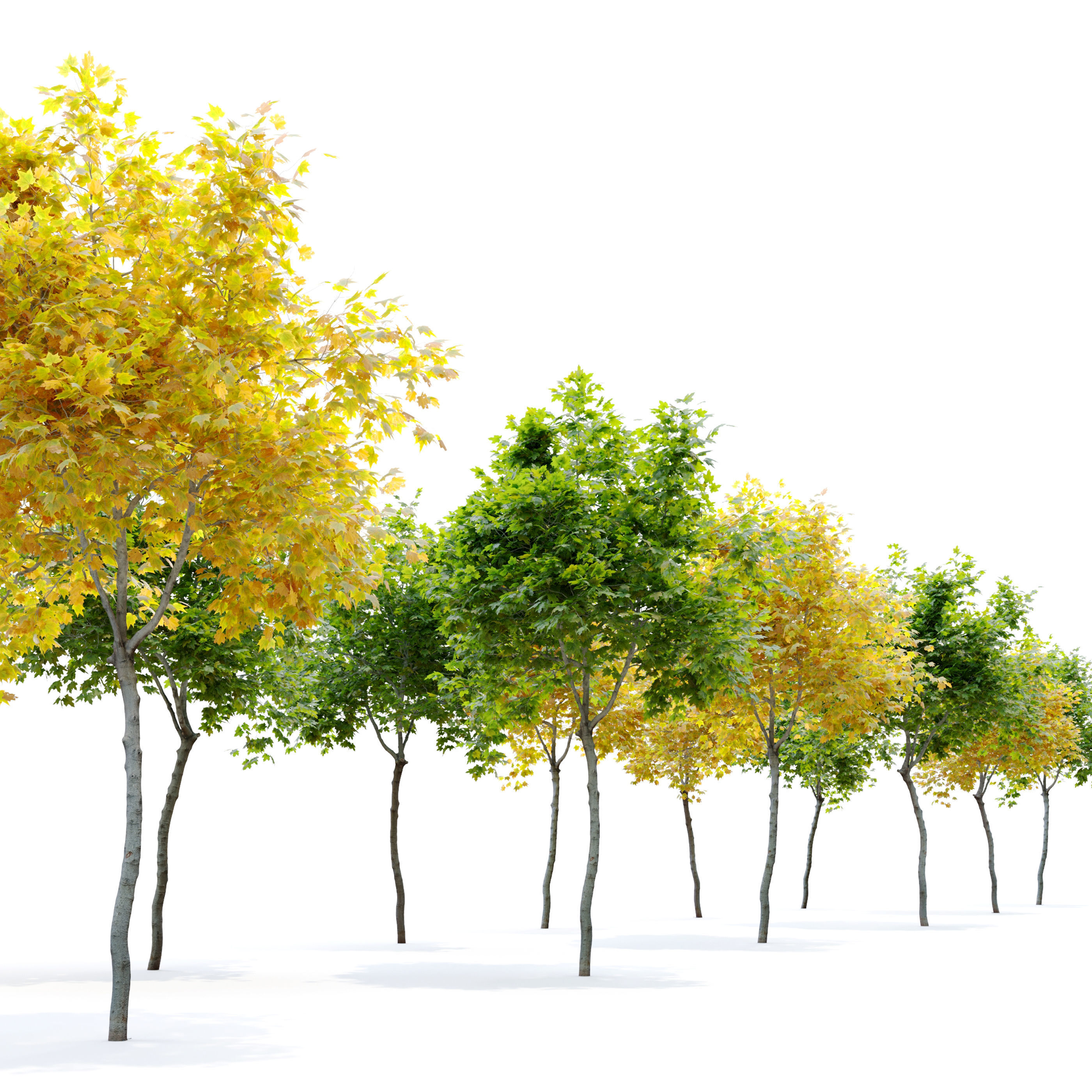 Small maple tree 3D model | CGTrader