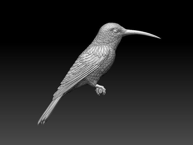 colibri humming bird 3D model 3D printable | CGTrader