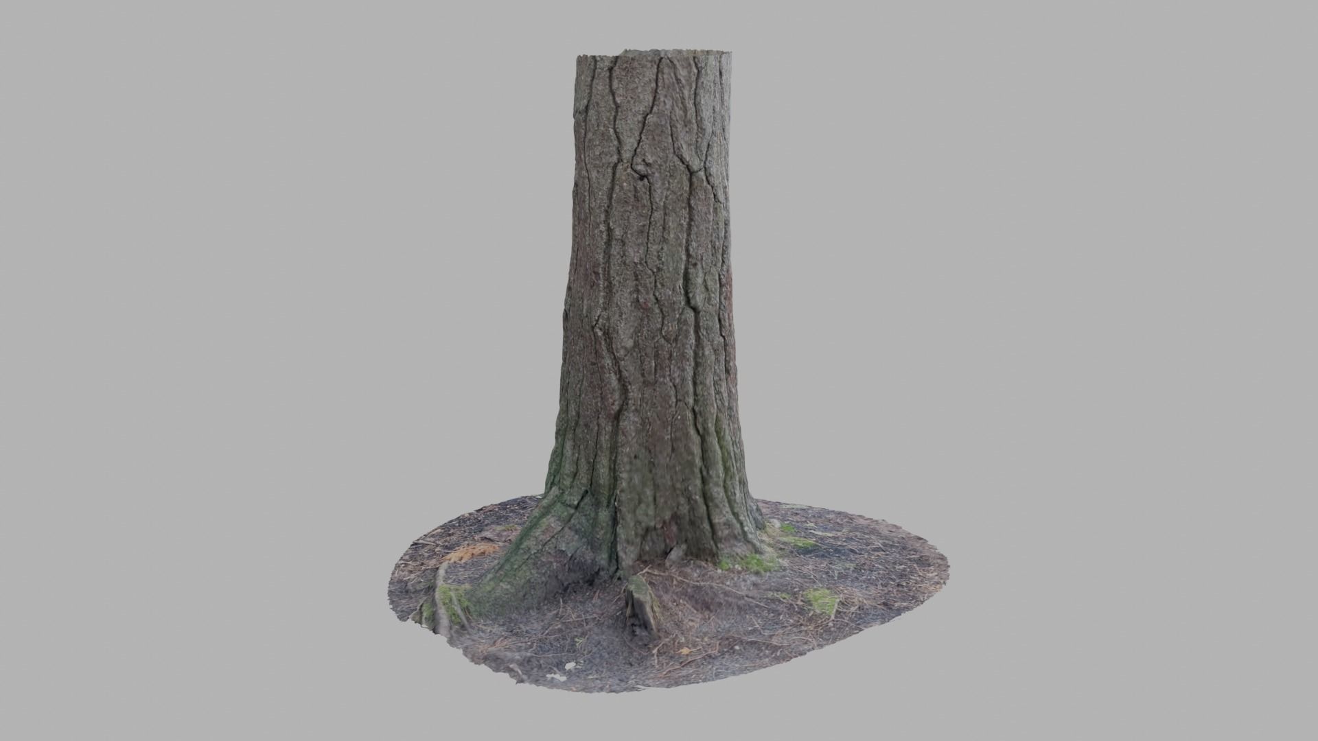 Conifer Tree Trunk - Photoscan 3D Model - Varying LOD free VR / AR ...