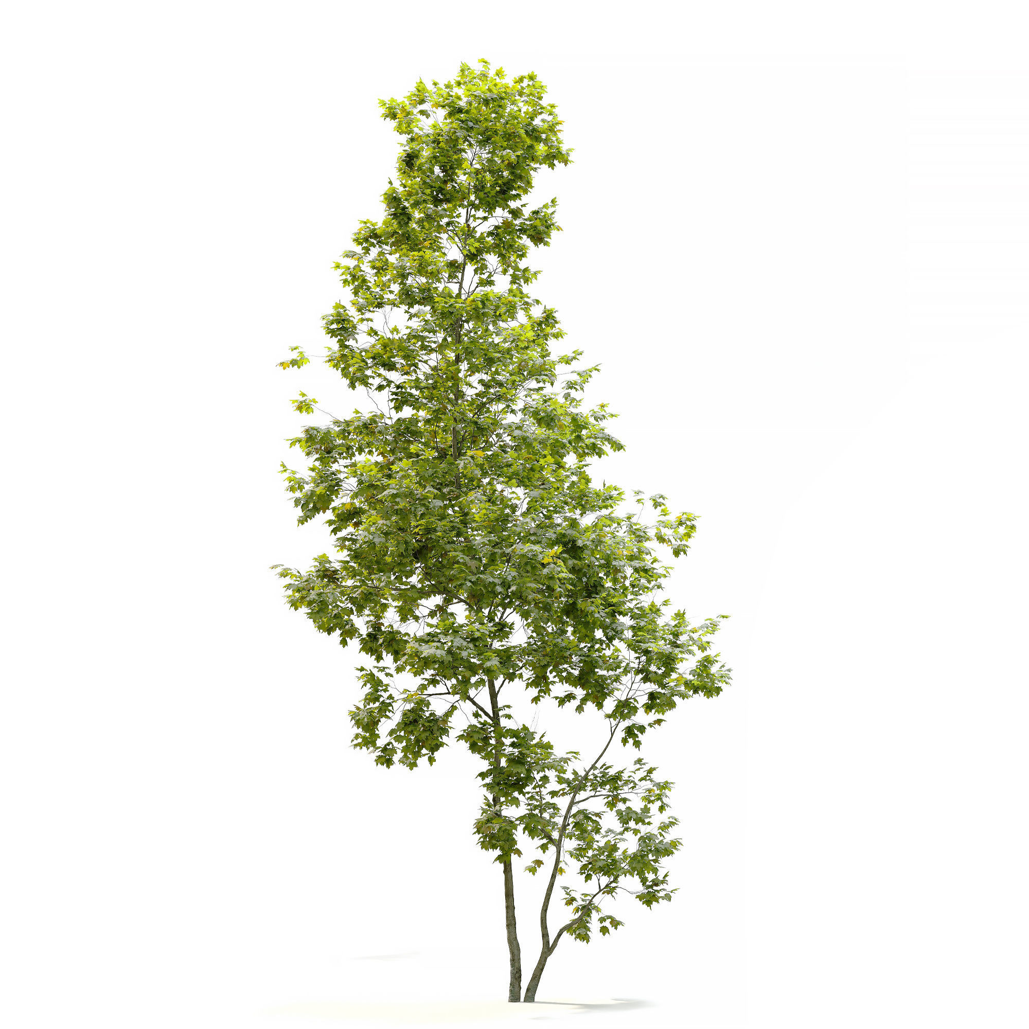 Coliseum maple 3D model | CGTrader