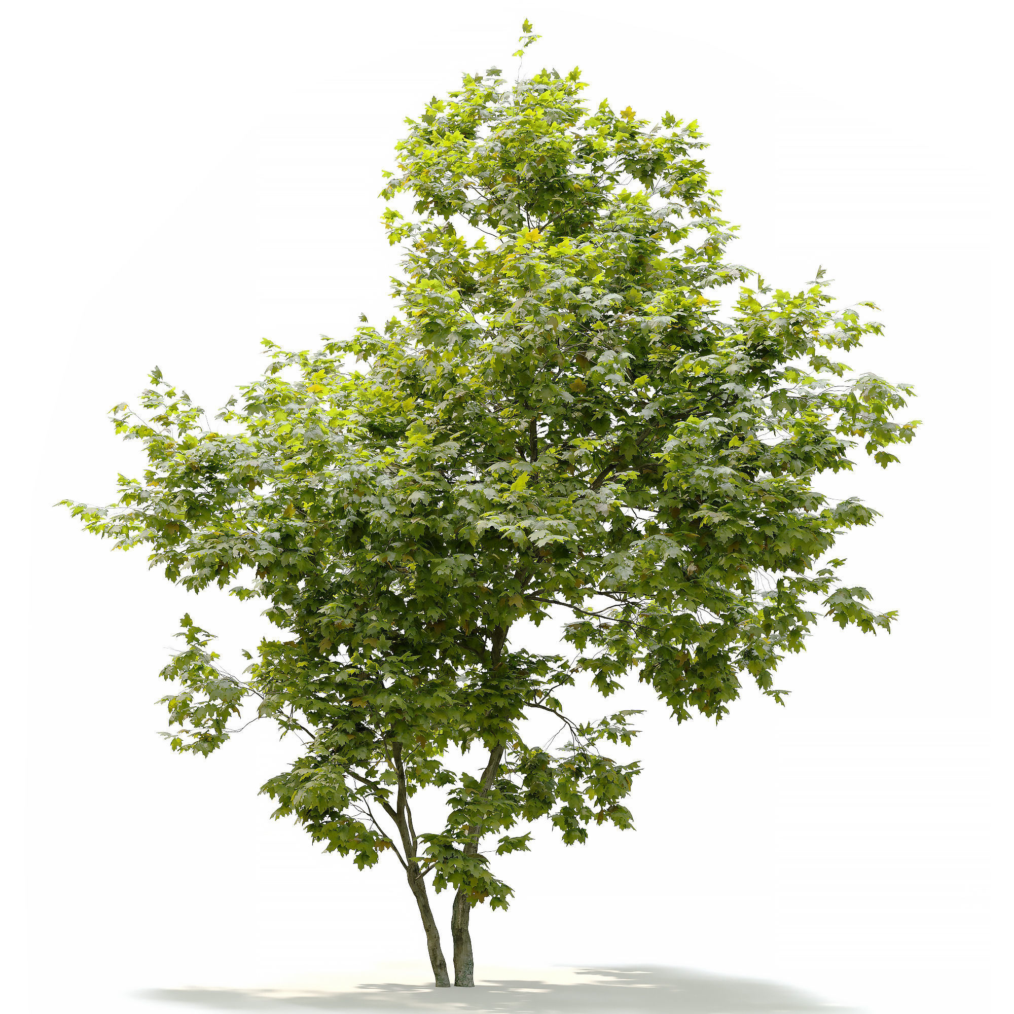 Coliseum maple 3D model | CGTrader