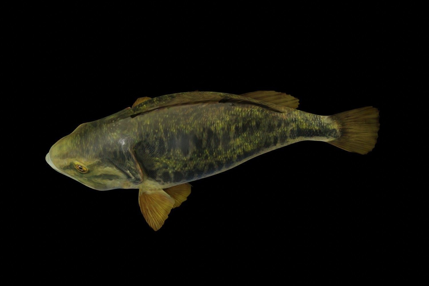 3D model Lowpoly Largemouth Bass VR / AR / low-poly | CGTrader