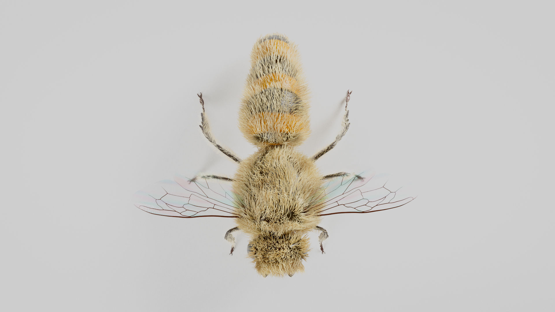 Realistic Honey Bee 3D model | CGTrader