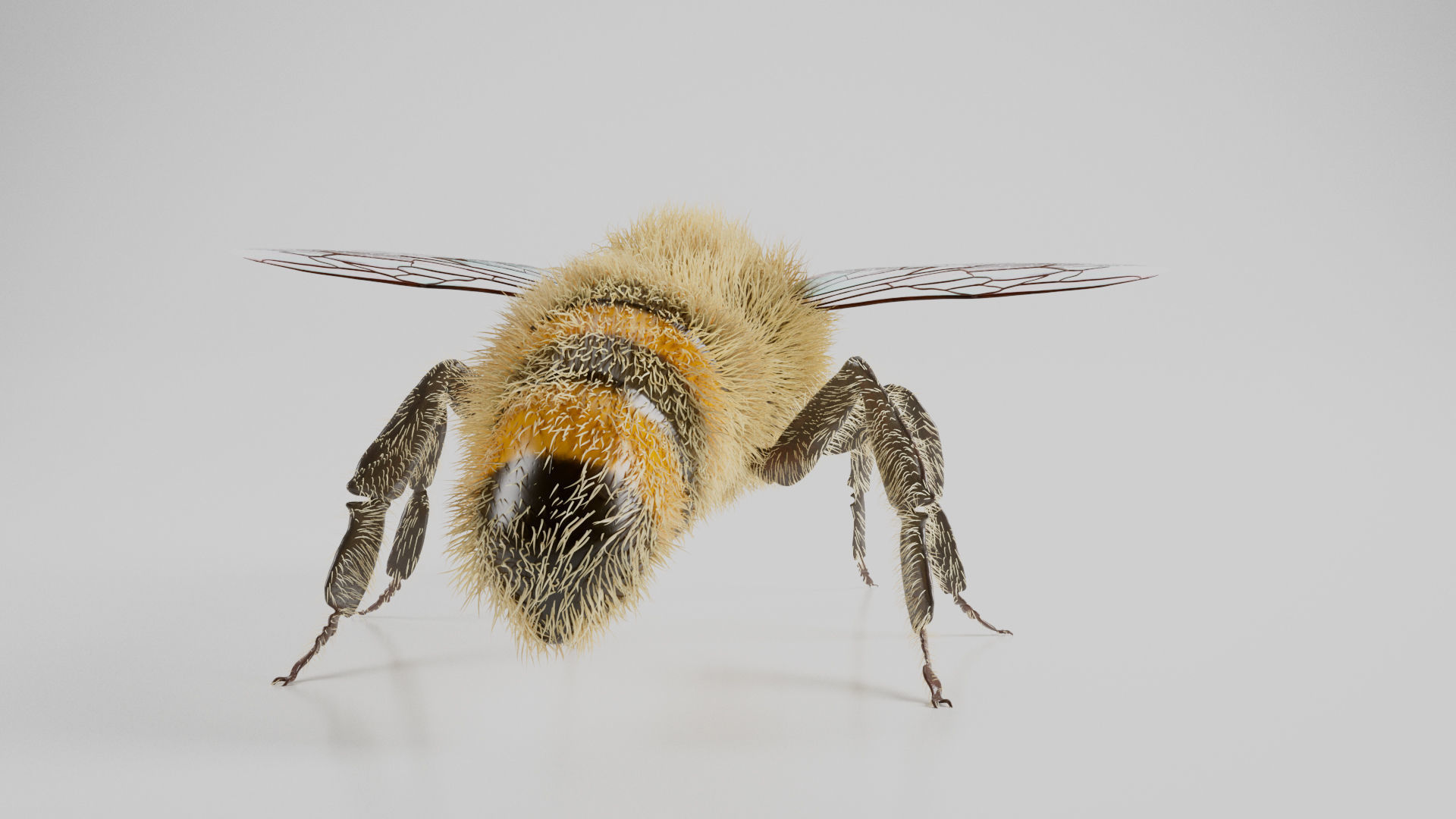 Realistic Honey Bee 3D model | CGTrader