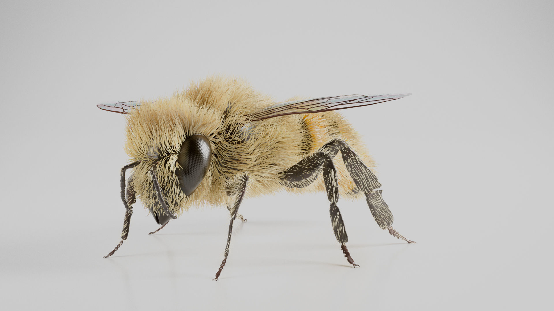 Realistic Honey Bee 3D model | CGTrader