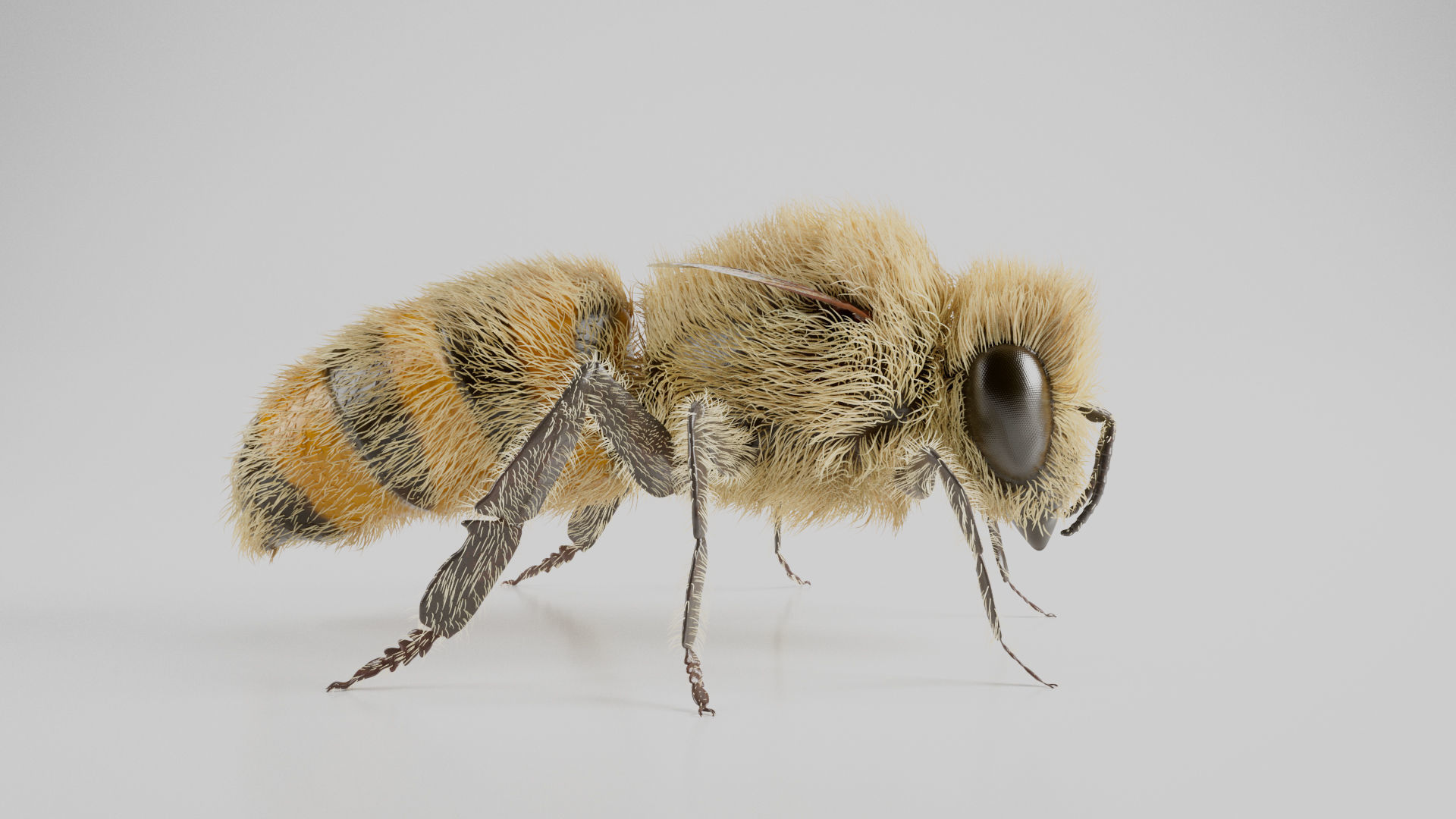 Realistic Honey Bee 3D model | CGTrader
