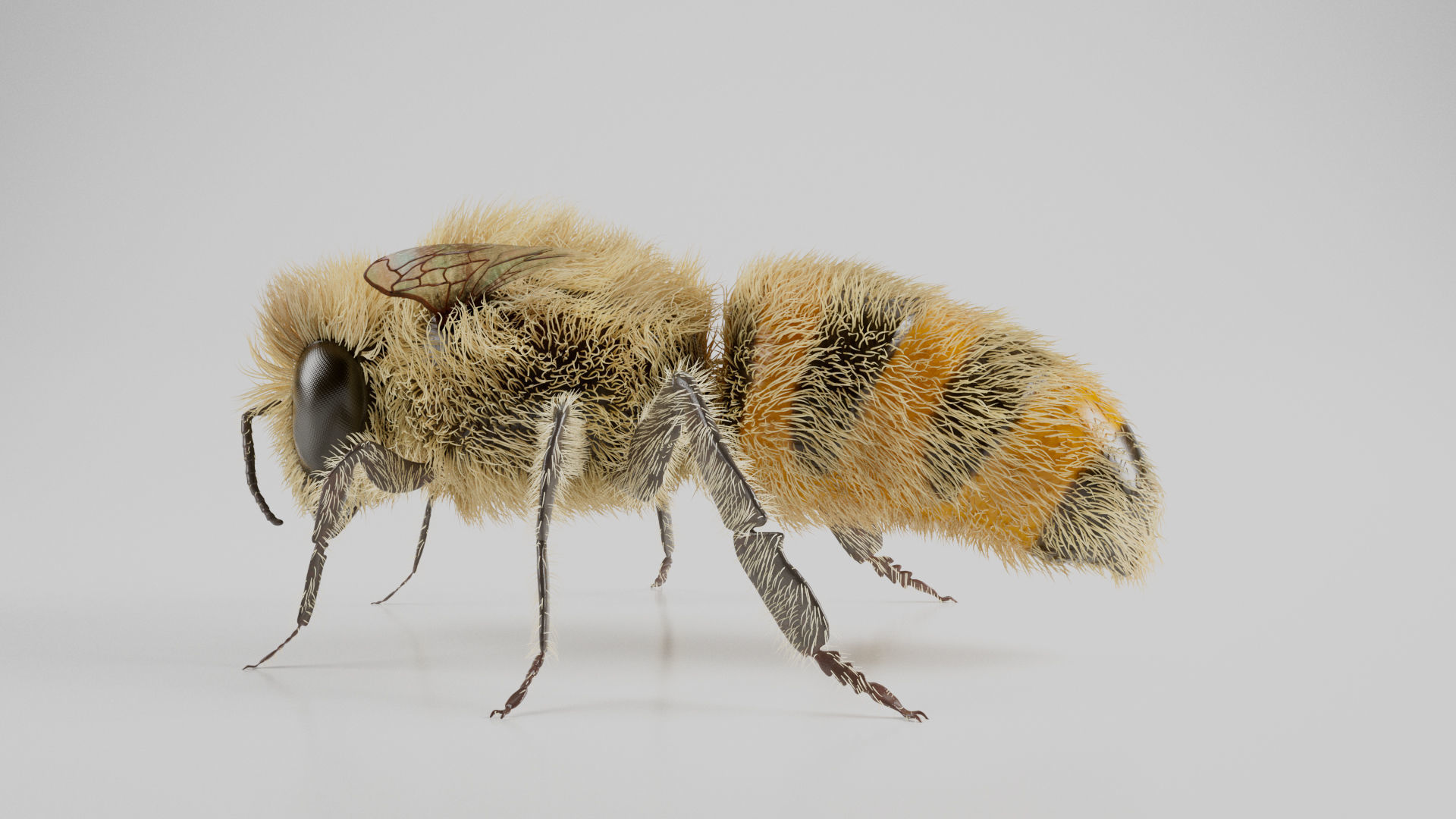 Realistic Honey Bee 3D model | CGTrader