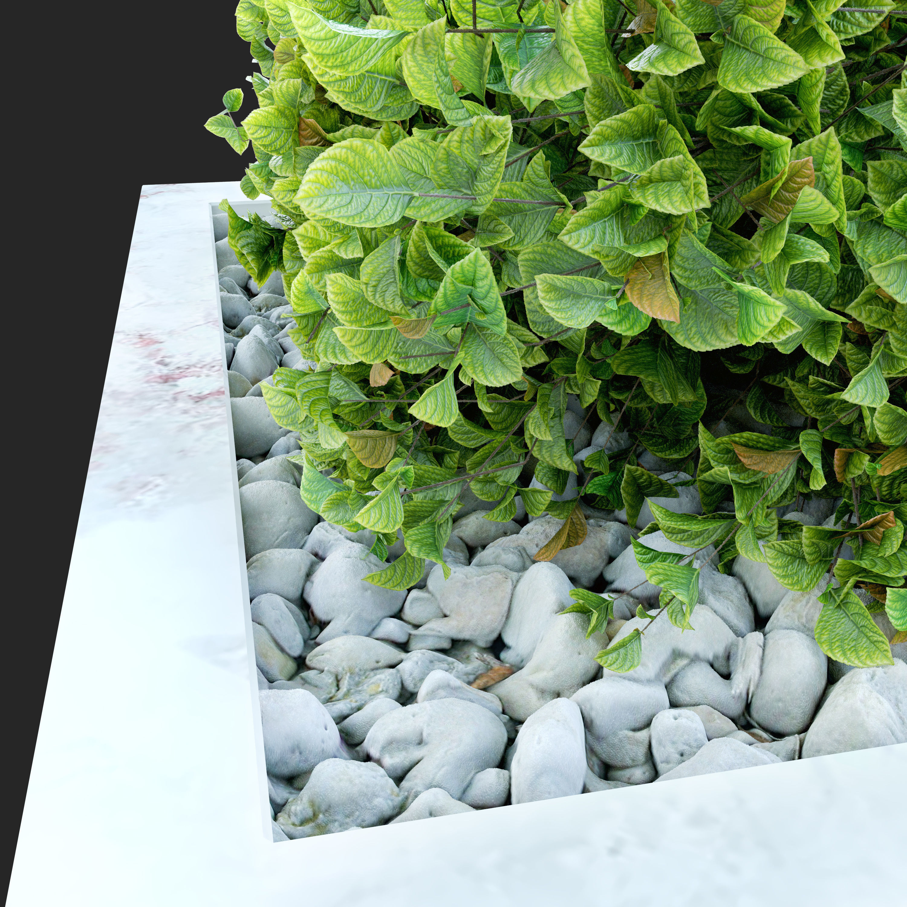 Bush in gravel base 3D model | CGTrader