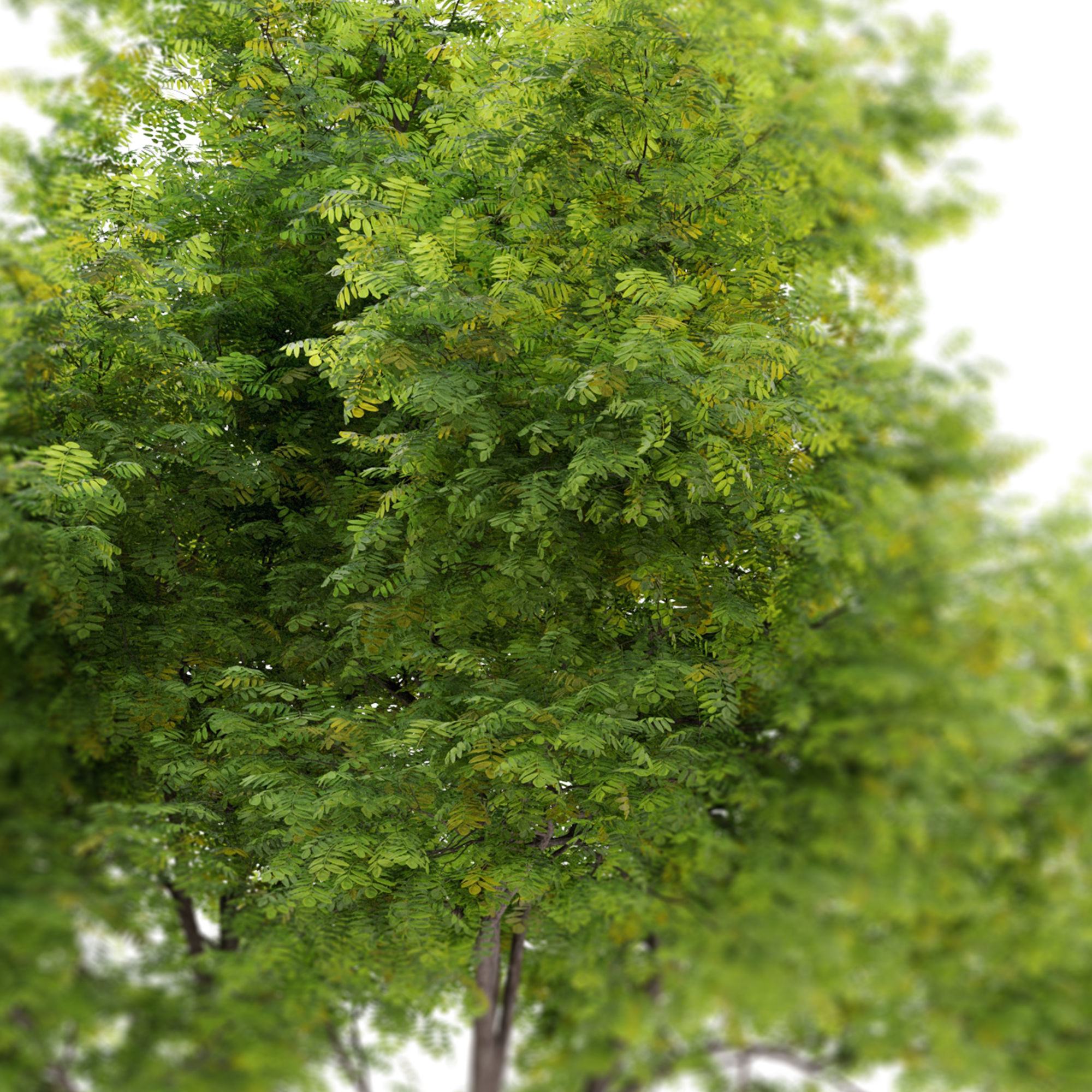 Honey locust 3D model | CGTrader