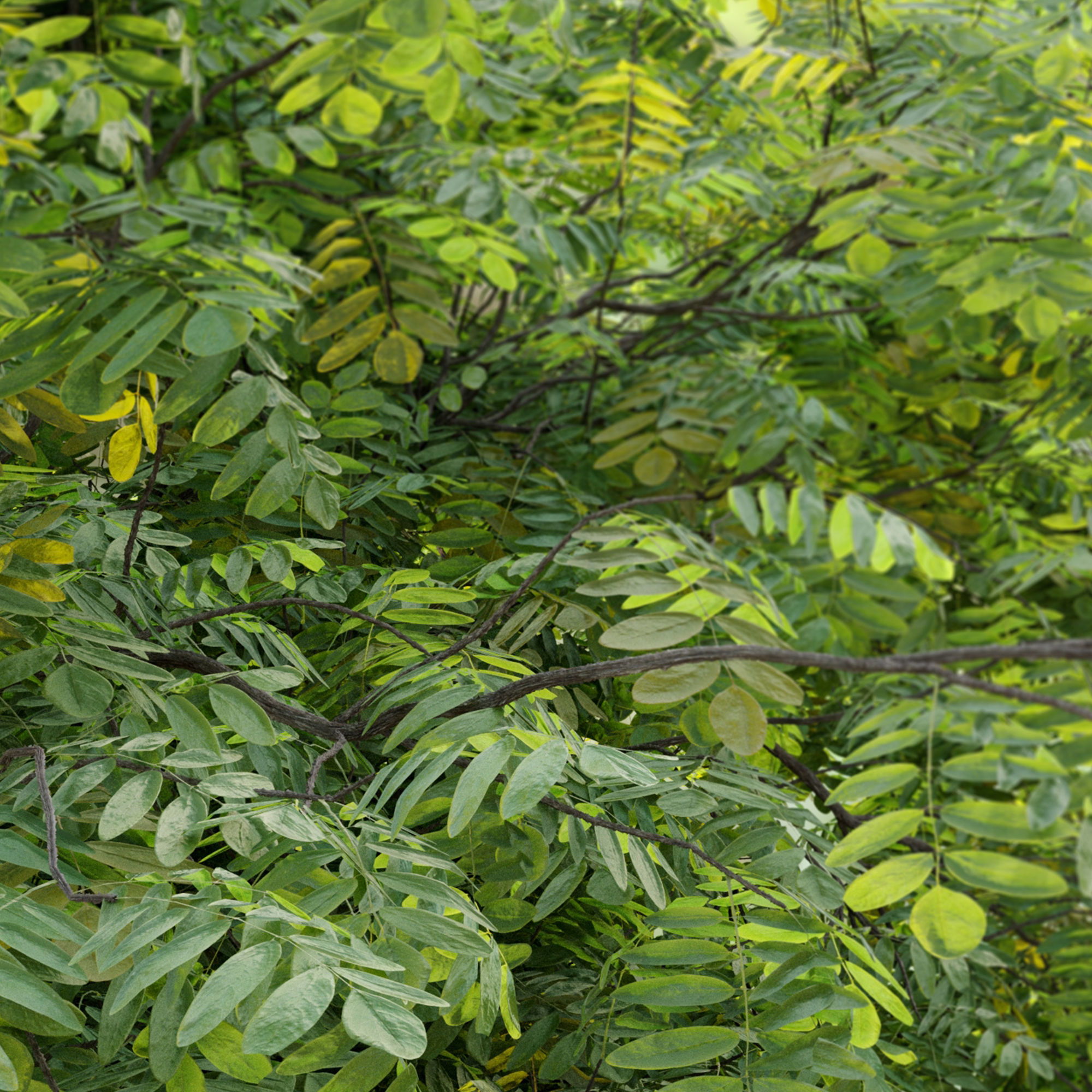 Honey locust 3D model | CGTrader