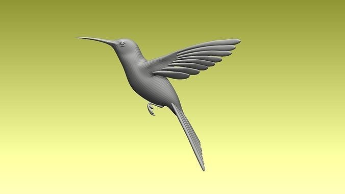 colibri humming bird 3D model | CGTrader