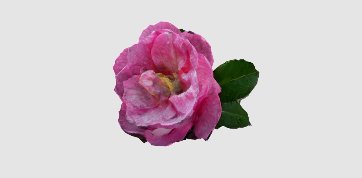 Pink Flower Garden Plant 3D model 3D model | CGTrader