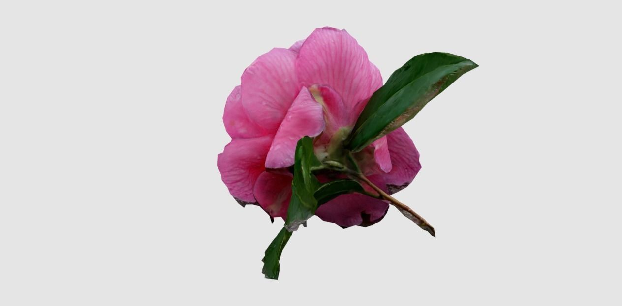 Pink Flower Garden Plant 3D model 3D model | CGTrader