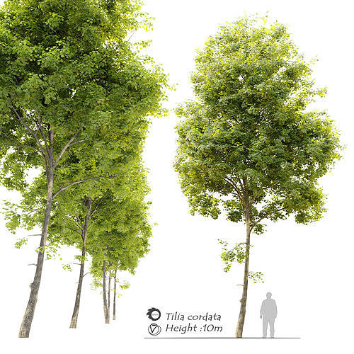Linden tree 3D model | CGTrader