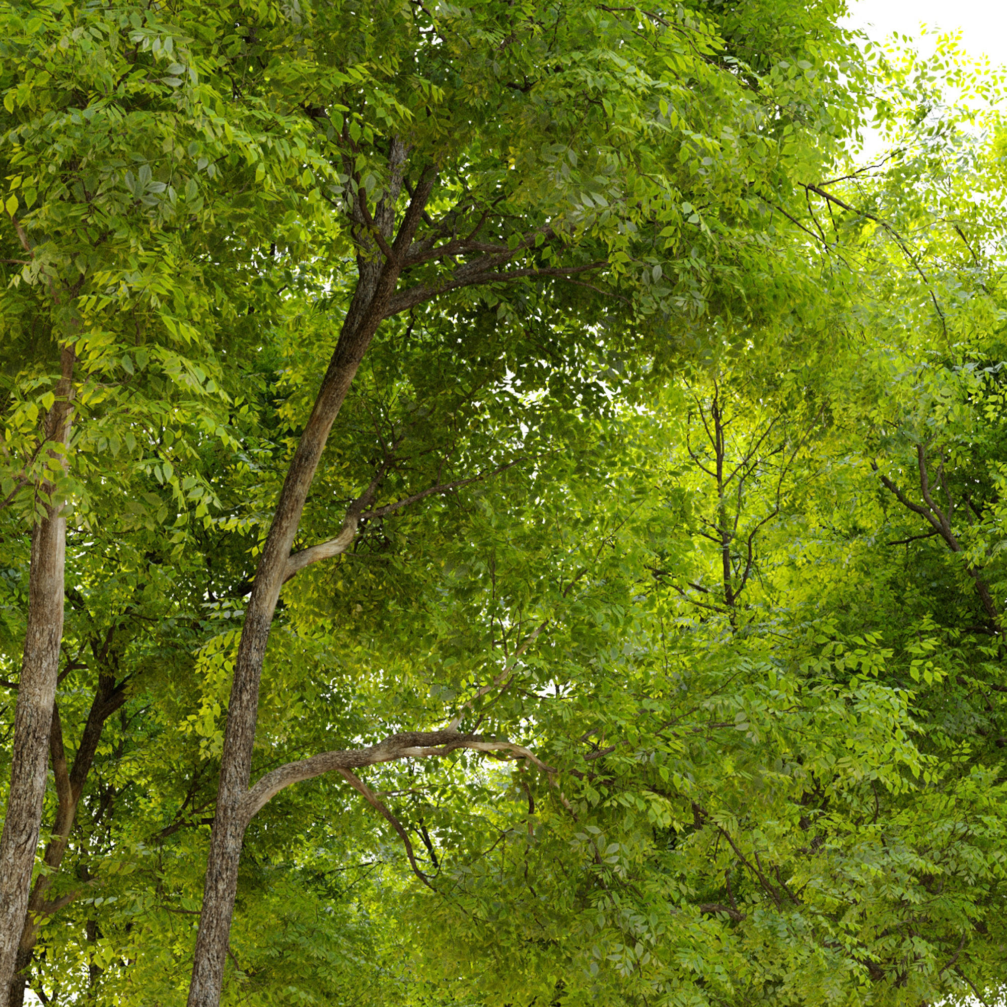 Summit green ash 2 3D model | CGTrader