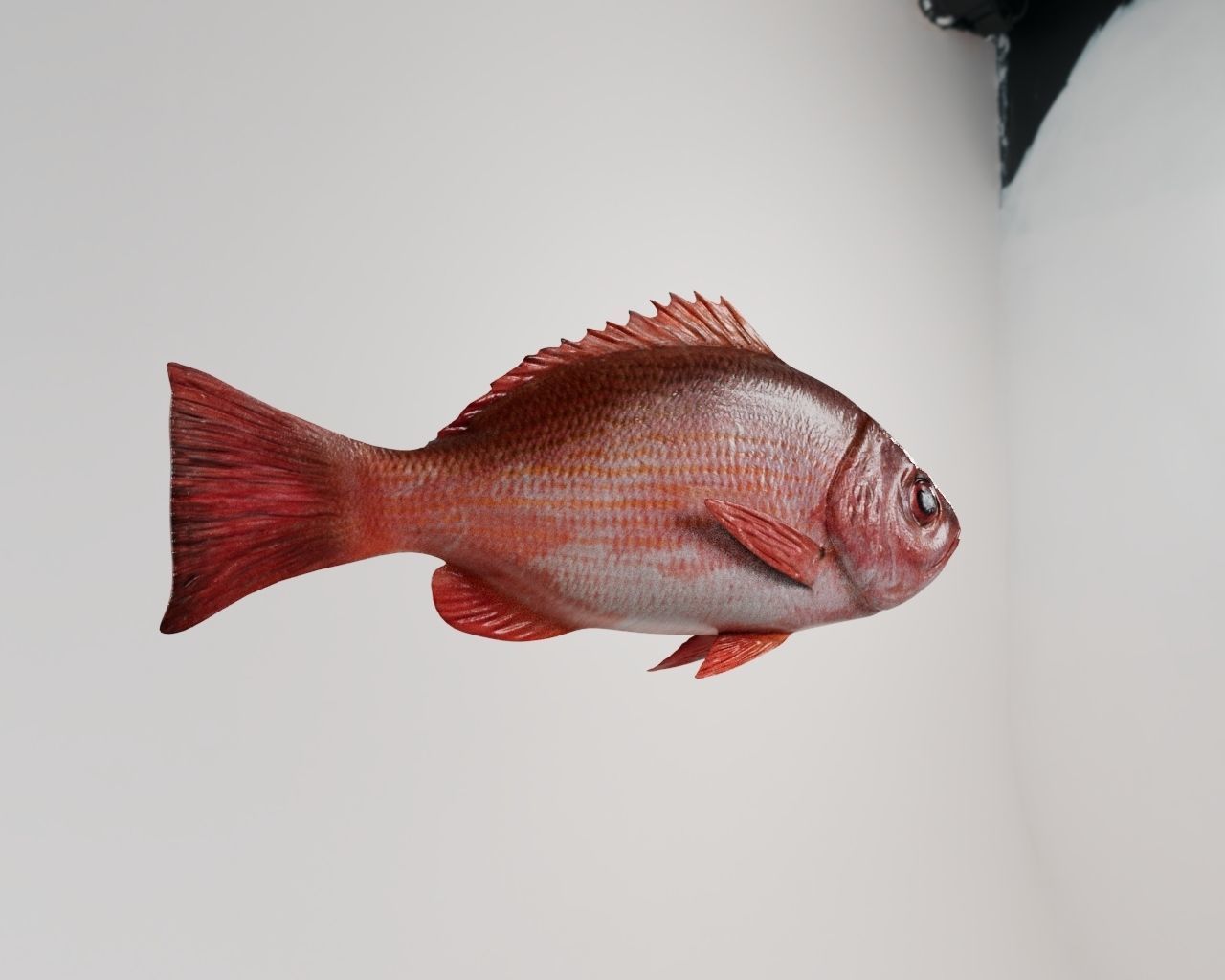 Red snapper free VR / AR / low-poly 3D model animated rigged | CGTrader
