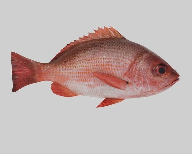 Red snapper free VR / AR / low-poly 3D model animated rigged | CGTrader
